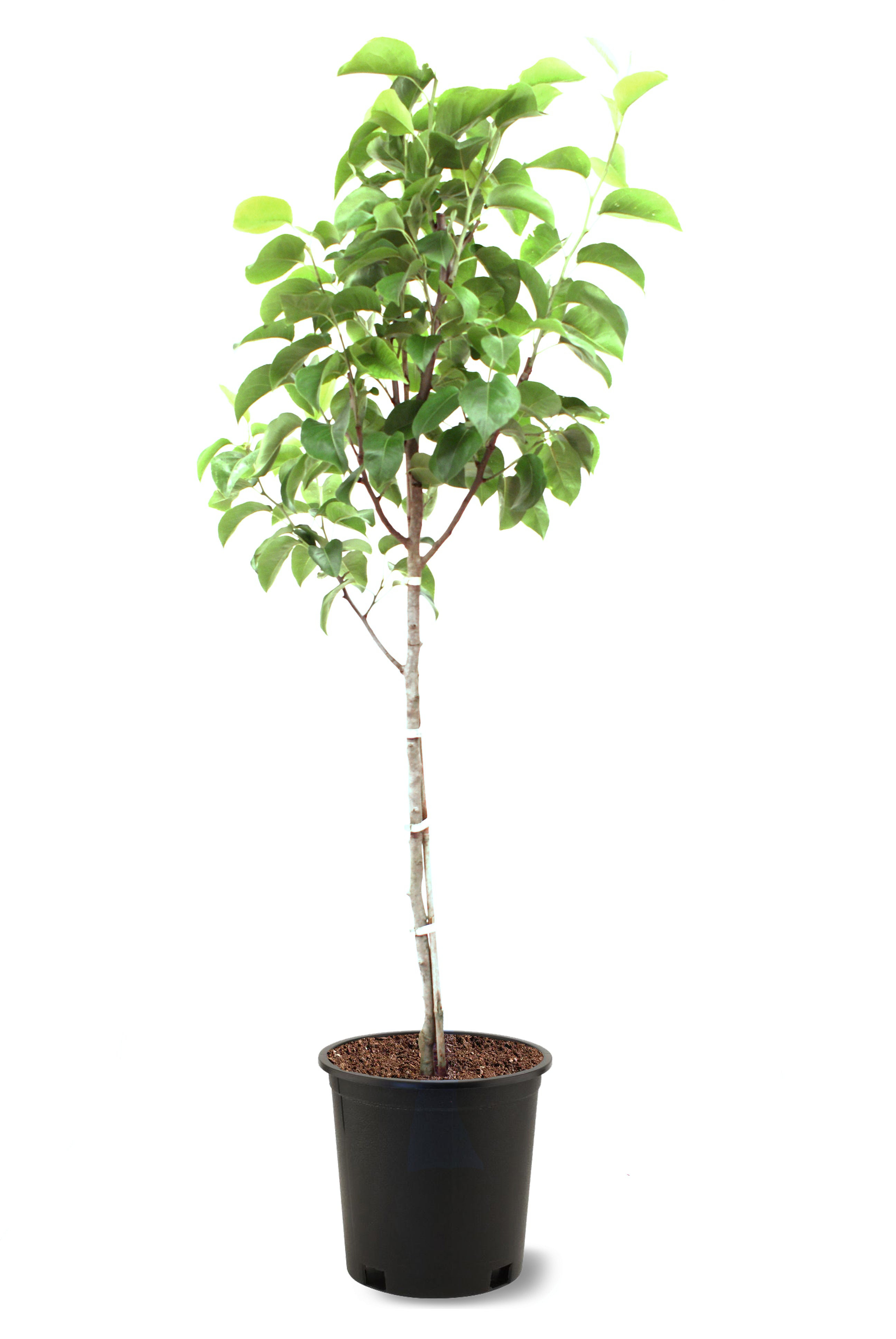 American Plant Exchange Live Fruit Tree Hood Pear Outdoor Landscape ...