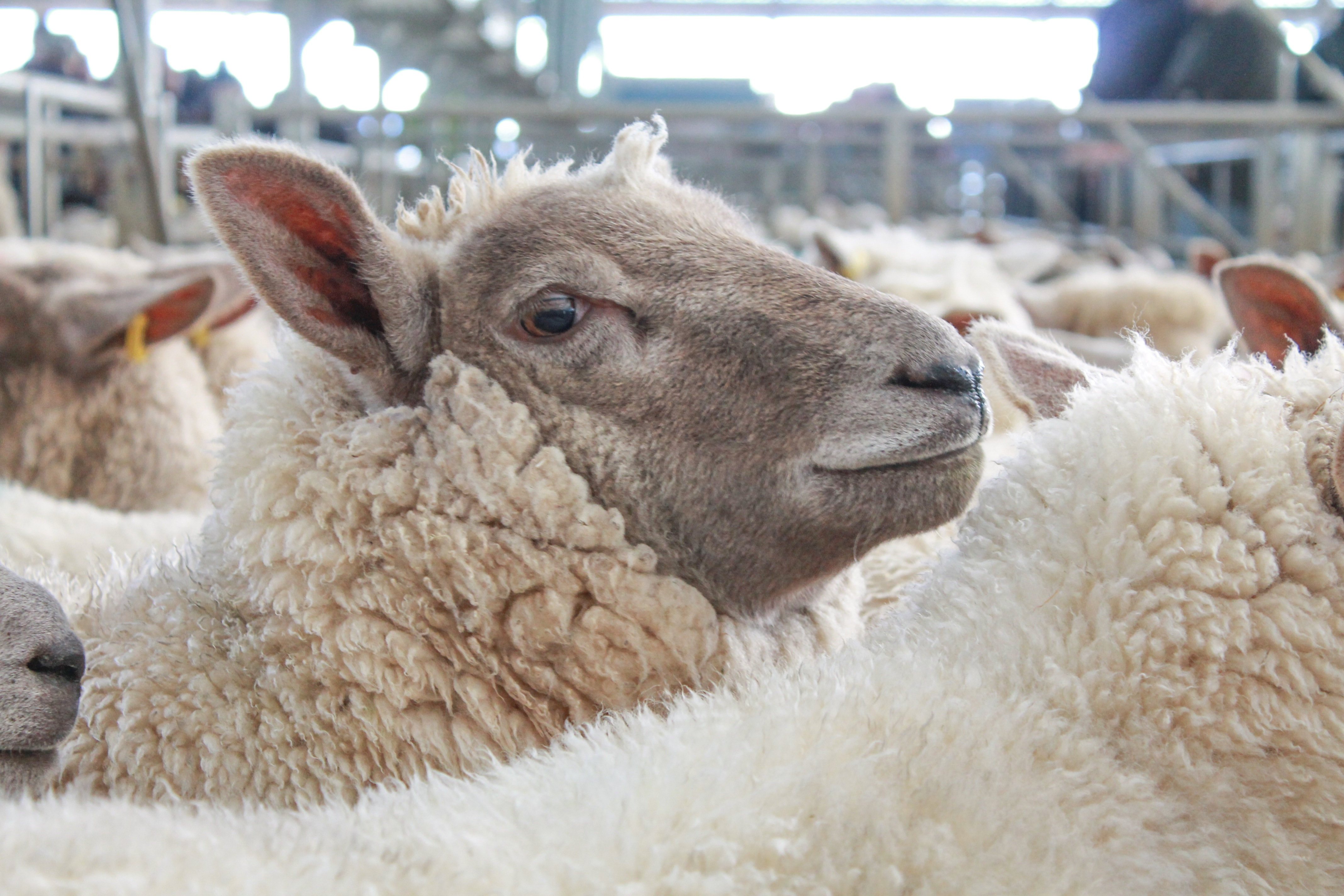 Gracie Oaks Fluffy Woolly Sheep - Wrapped Canvas Photograph | Wayfair