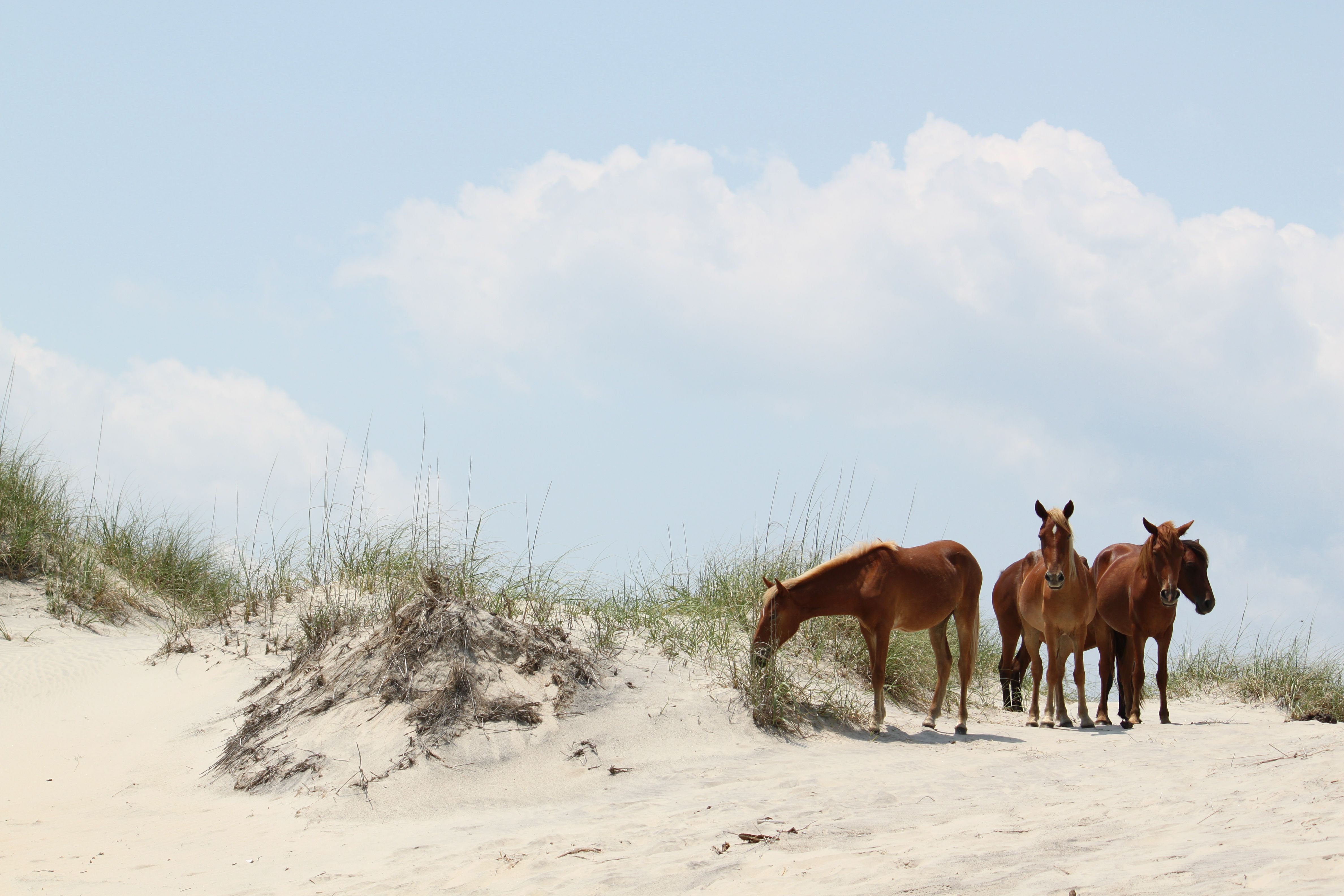 Union Rustic Johm Horses Stand On Sandy Wild Dunes by Wherelifeishidden ...