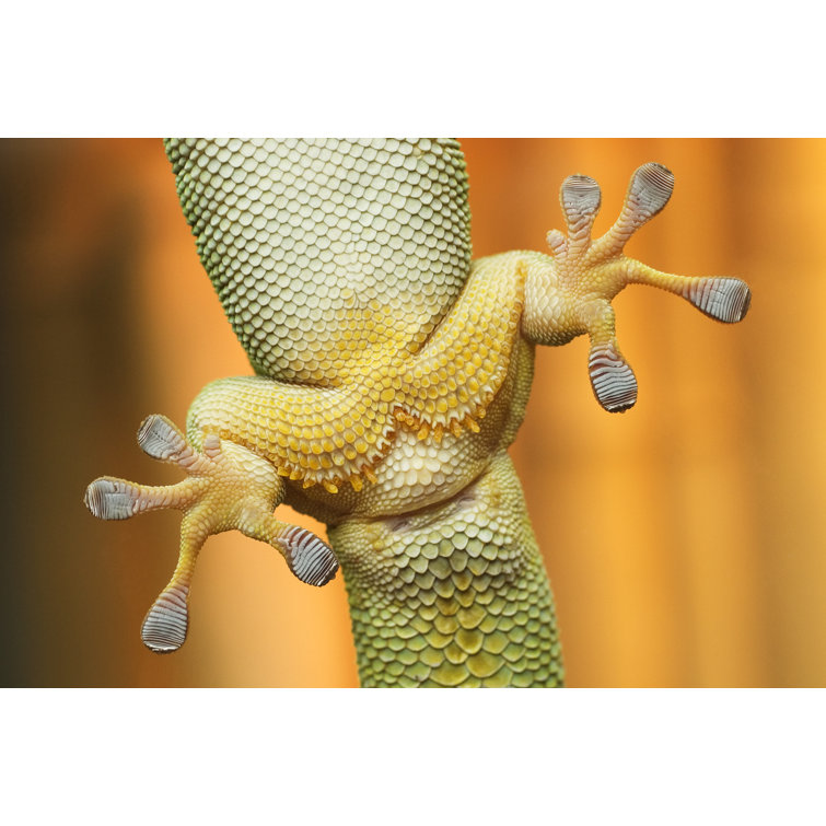 17 Stories Gecko Feet by StephanHoerold - No Frame Art Prints on Canvas ...