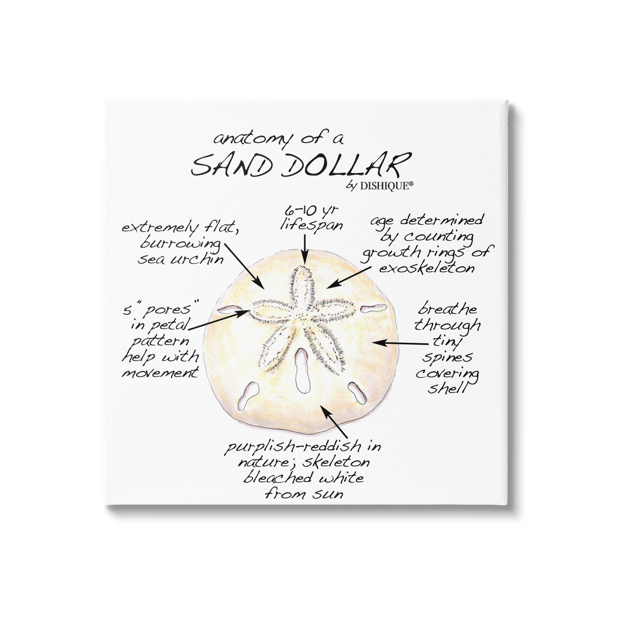 Stupell Industries Informative Sand Dollar Learning Chart Nautical ...