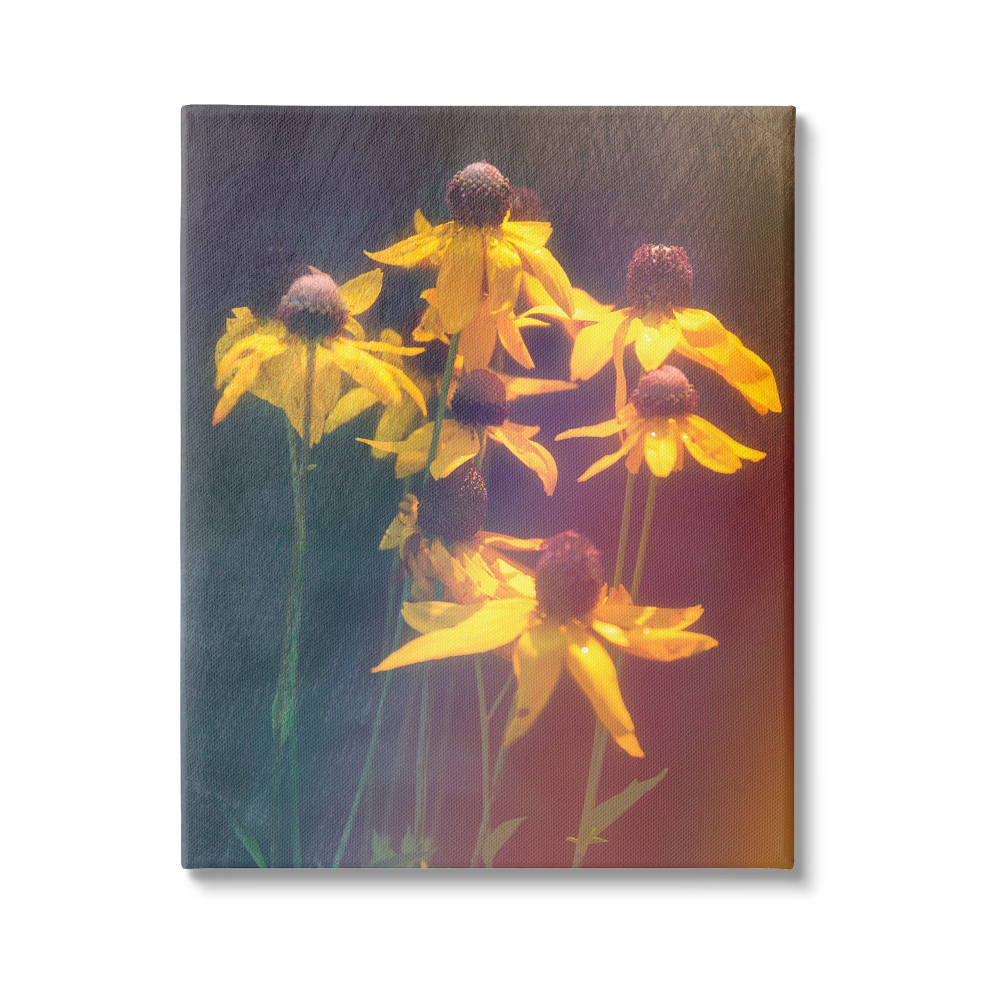 Winston Porter " Black-Eyed Susan Photography " by Daniel Sproul ...