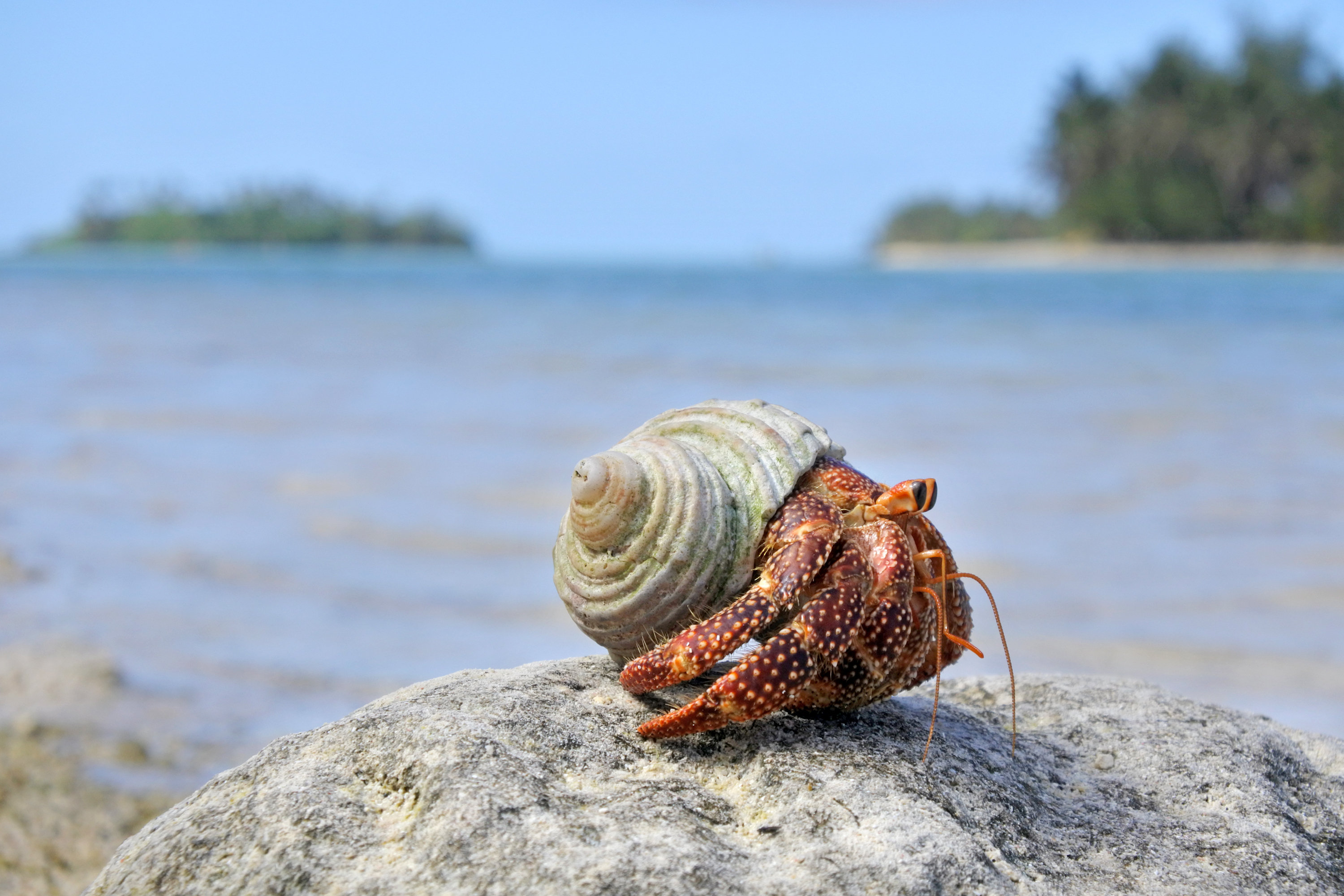 Highland Dunes Hermit Crab - Wrapped Canvas Photograph | Wayfair