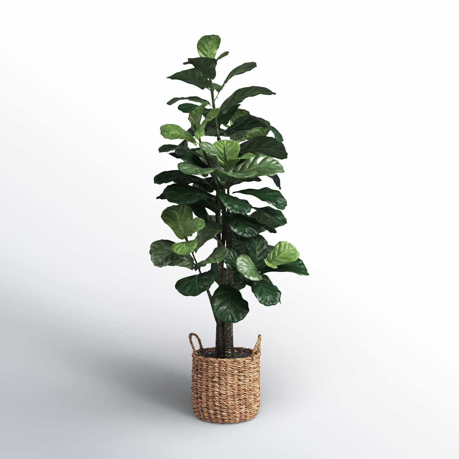 Joss & Main Fiddle Leaf Fig Tree with Basket & Reviews | Joss & Main
