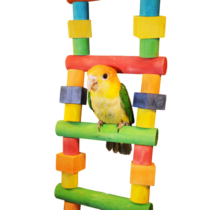 A&E Cage Co. 42" Hanging Bird Ladder | Wayfair