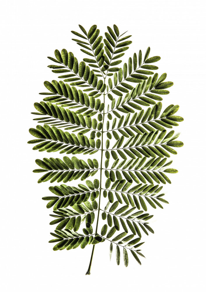 Lark Manor Leaf Study 02 | Wayfair.co.uk