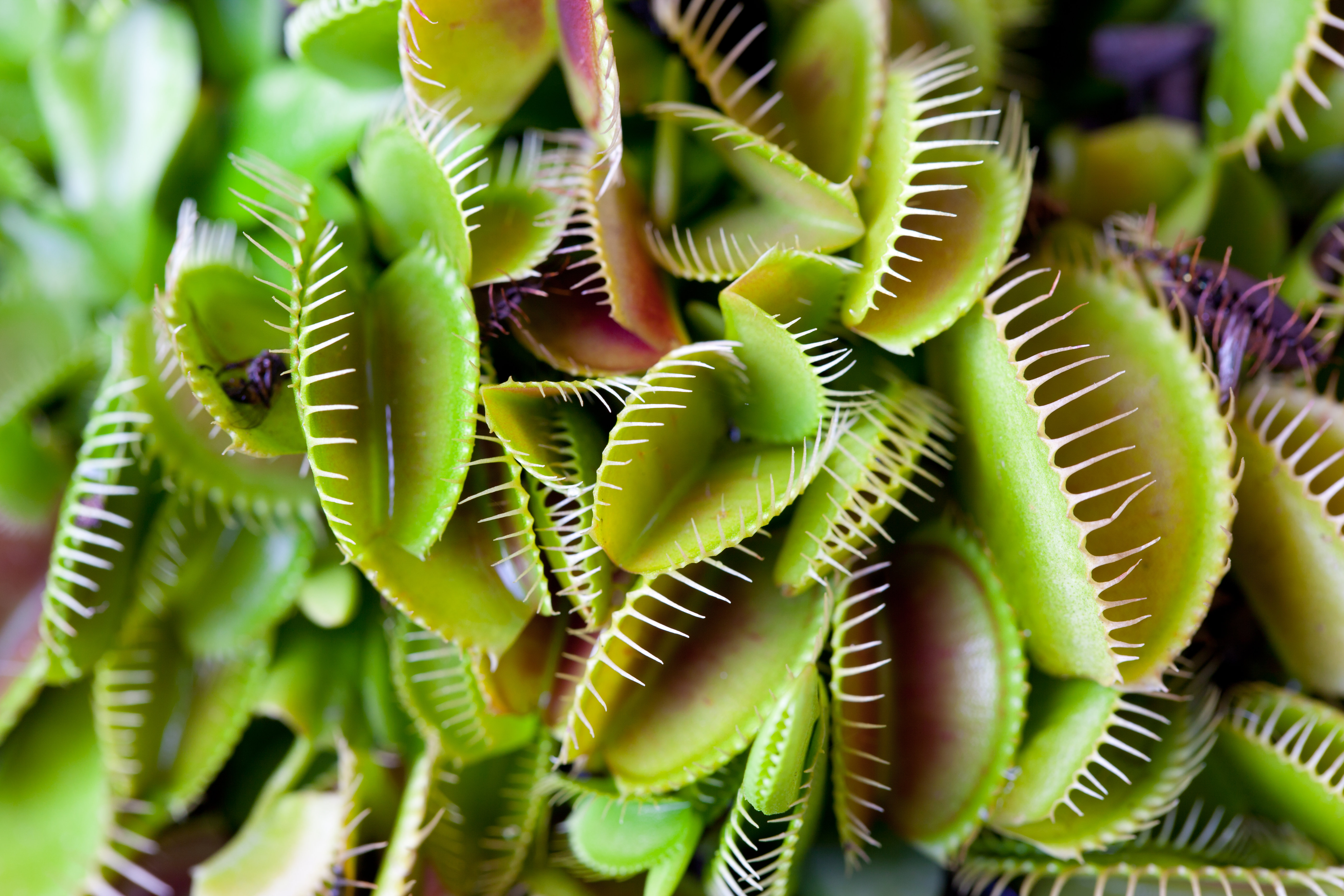 Ebern Designs Venus Flytrap - Wrapped Canvas Photograph | Wayfair