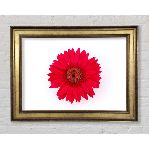 Bright Star Cerise Gerbera - Single Picture Frame Art Prints | Wayfair ...