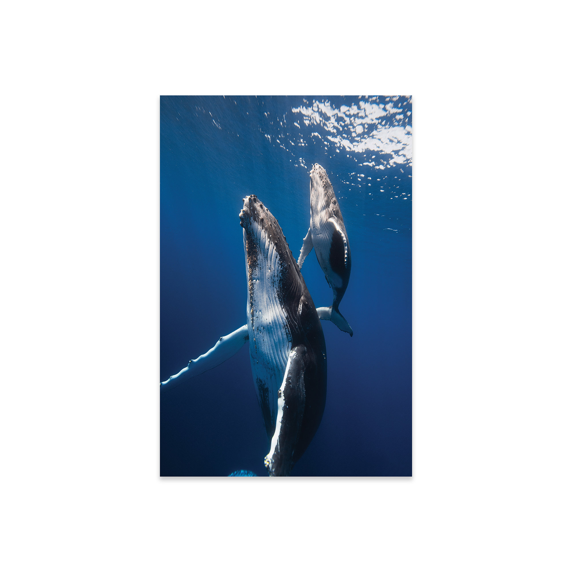 Dovecove Ferullo Back To The Surface On Plastic/Acrylic by Barathieu ...
