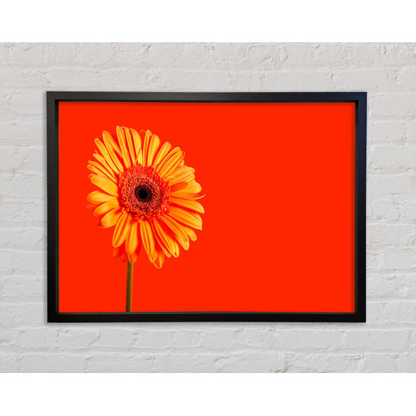 Ebern Designs Orange On Orange Gerbera - Single Picture Frame Print on ...