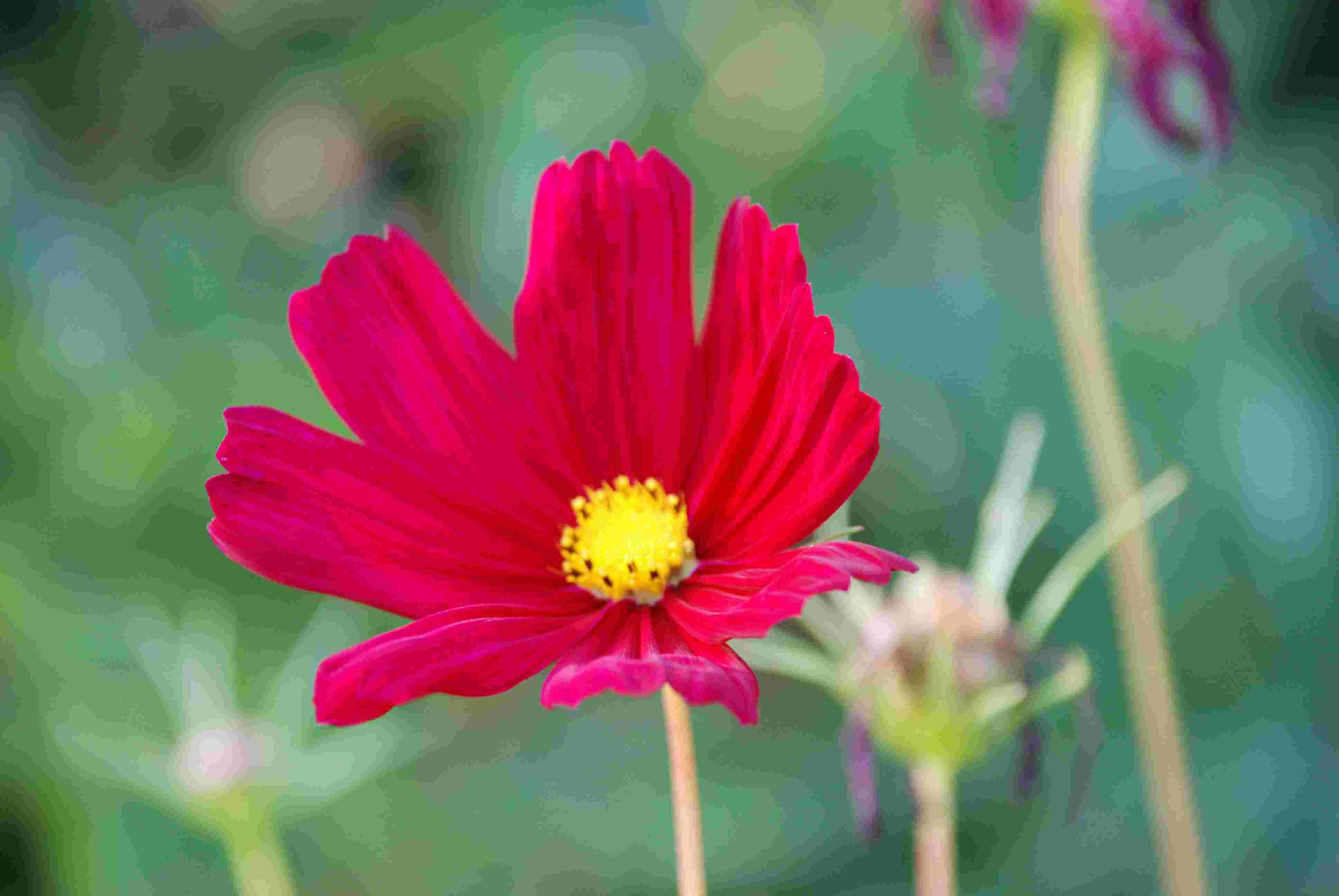 Winston Porter Bright Red And Yellow Bloom - Wayfair Canada