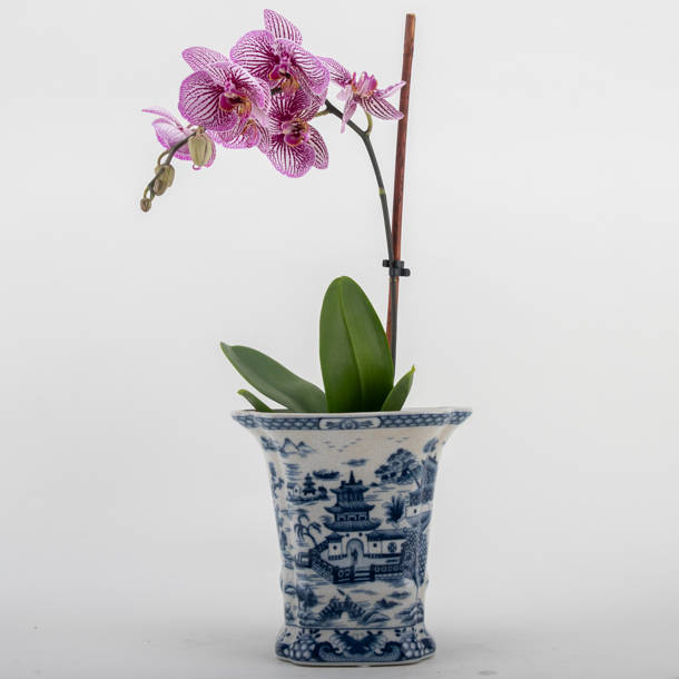 Danny's Fine Porcelain Handmade Ceramic Planter | Perigold