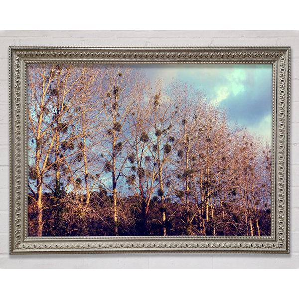 Ophelia & Co. Bird Trees - Single Picture Frame Print | Wayfair.co.uk