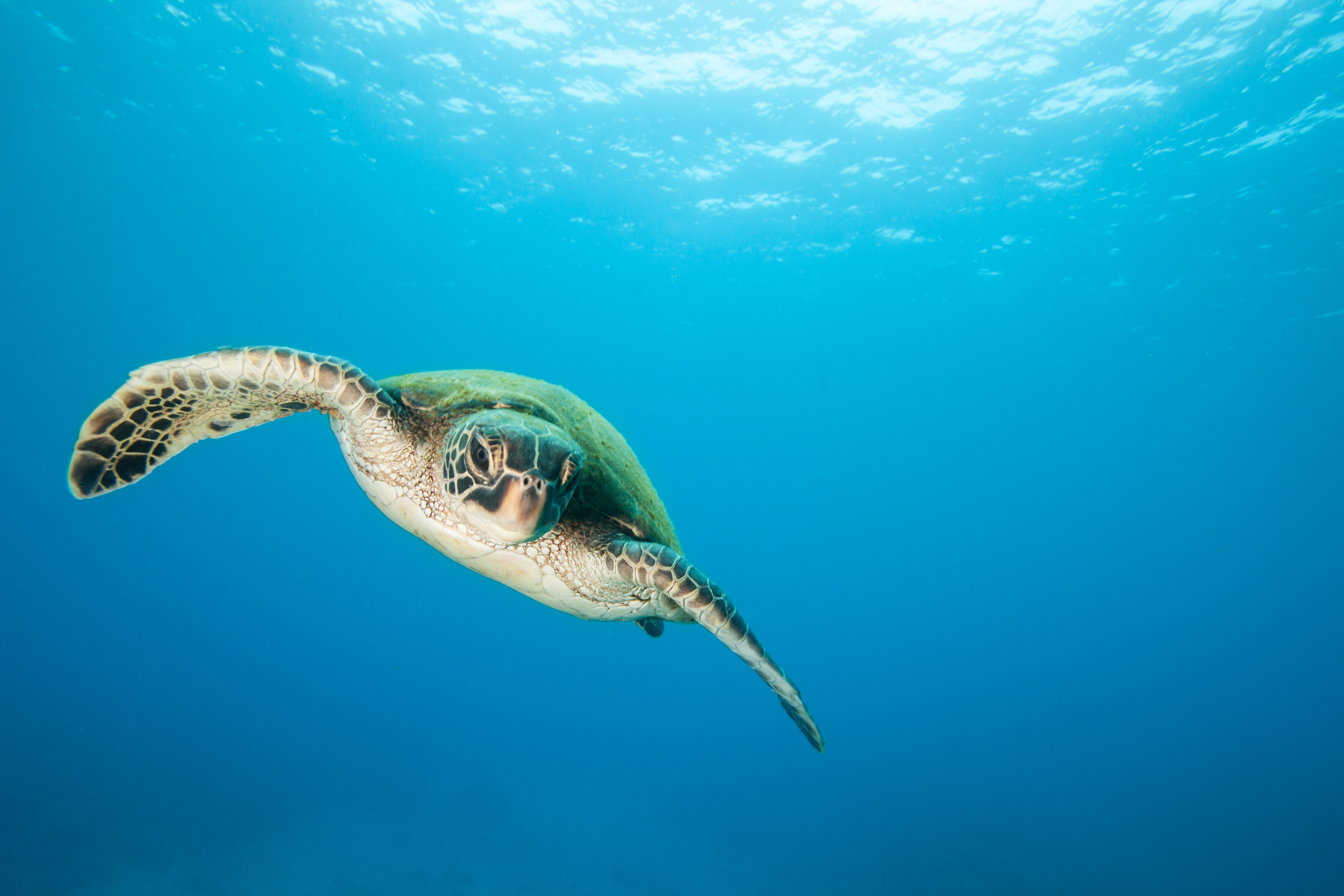 Bay Isle Home™ Sea Turtle In Flight Swimming In Clear Blue Water ...