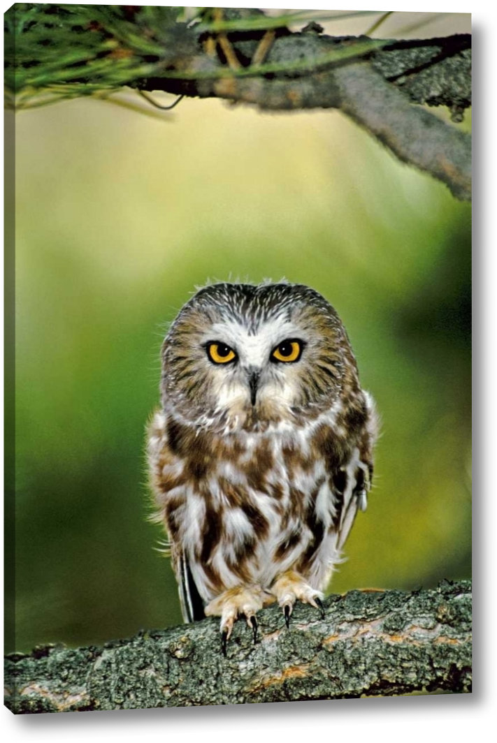 Ebern Designs 'Co, Northern Saw-Whet Owl Perched on Fir Tree ...