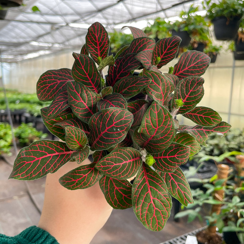 Thorsen's Greenhouse Live Red Fittonia Nerve Plant & Reviews | Wayfair