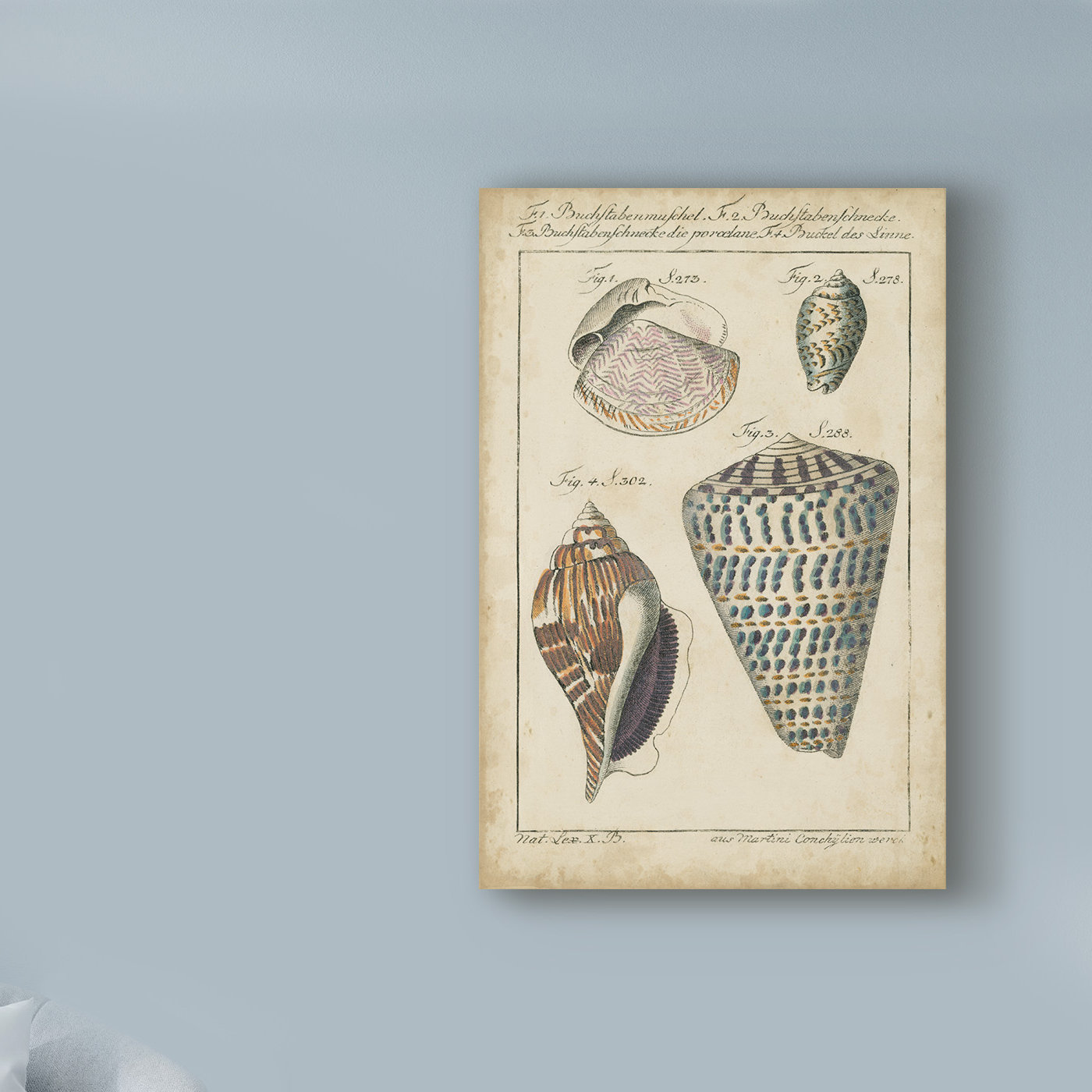 Highland Dunes Vintage Shell Study II by Martini - Print on Canvas ...