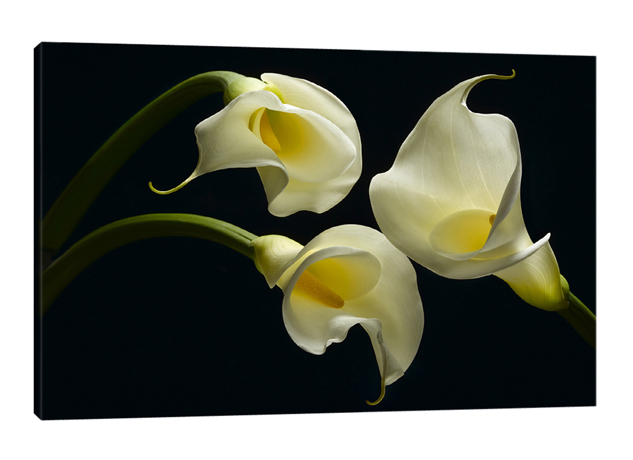 Jaxson Rea "Three Calla Lillies" by Barry Seidman Photographic Print on ...