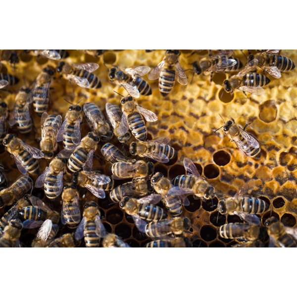 Gracie Oaks Nikkolai Macro Shot Of Bees On Canvas by Viktorcap Print ...