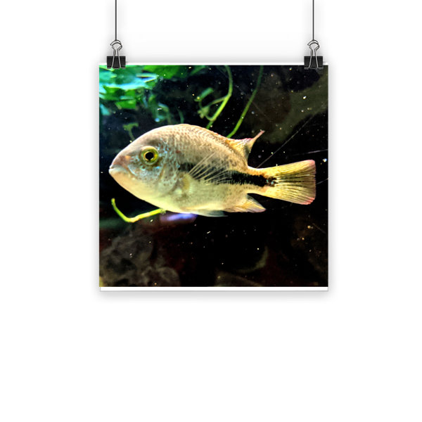 Highland Dunes White And Black Fish On Paper Print | Wayfair