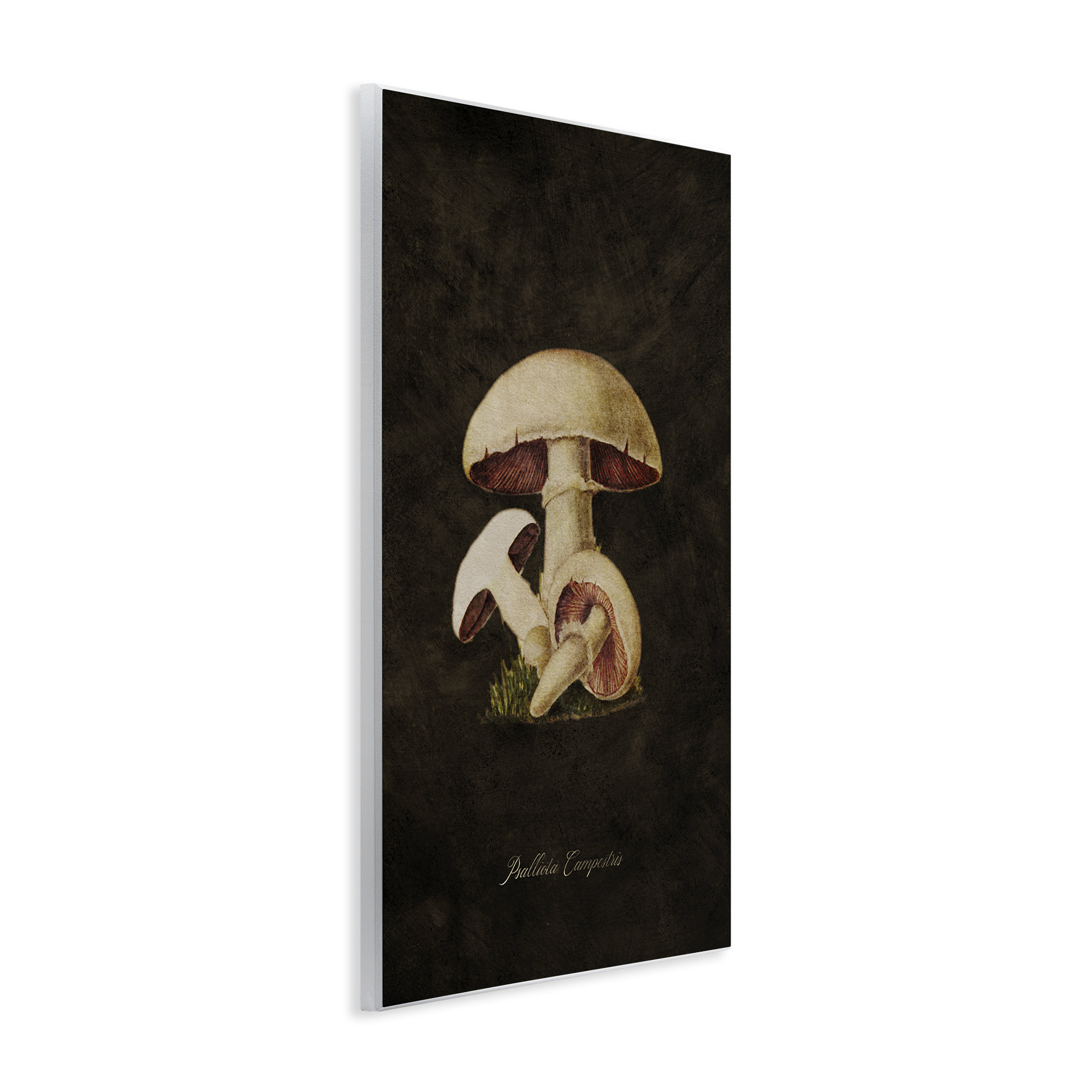 Union Rustic Vintage Portobello Mushroom Wall Plaque Art by Tina ...