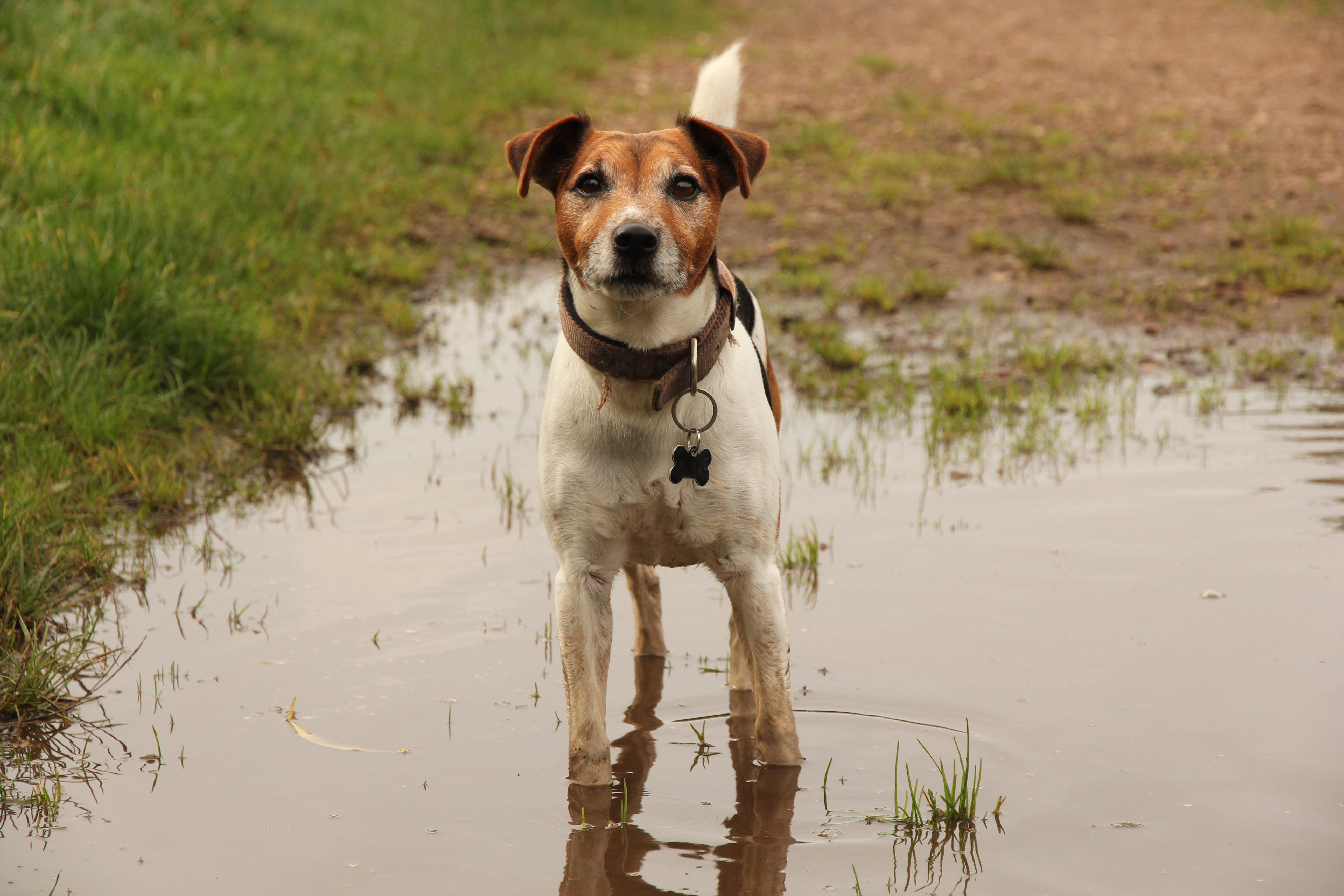 Ebern Designs Small Dog in Puddle by Baz - Wrapped Canvas Photograph ...