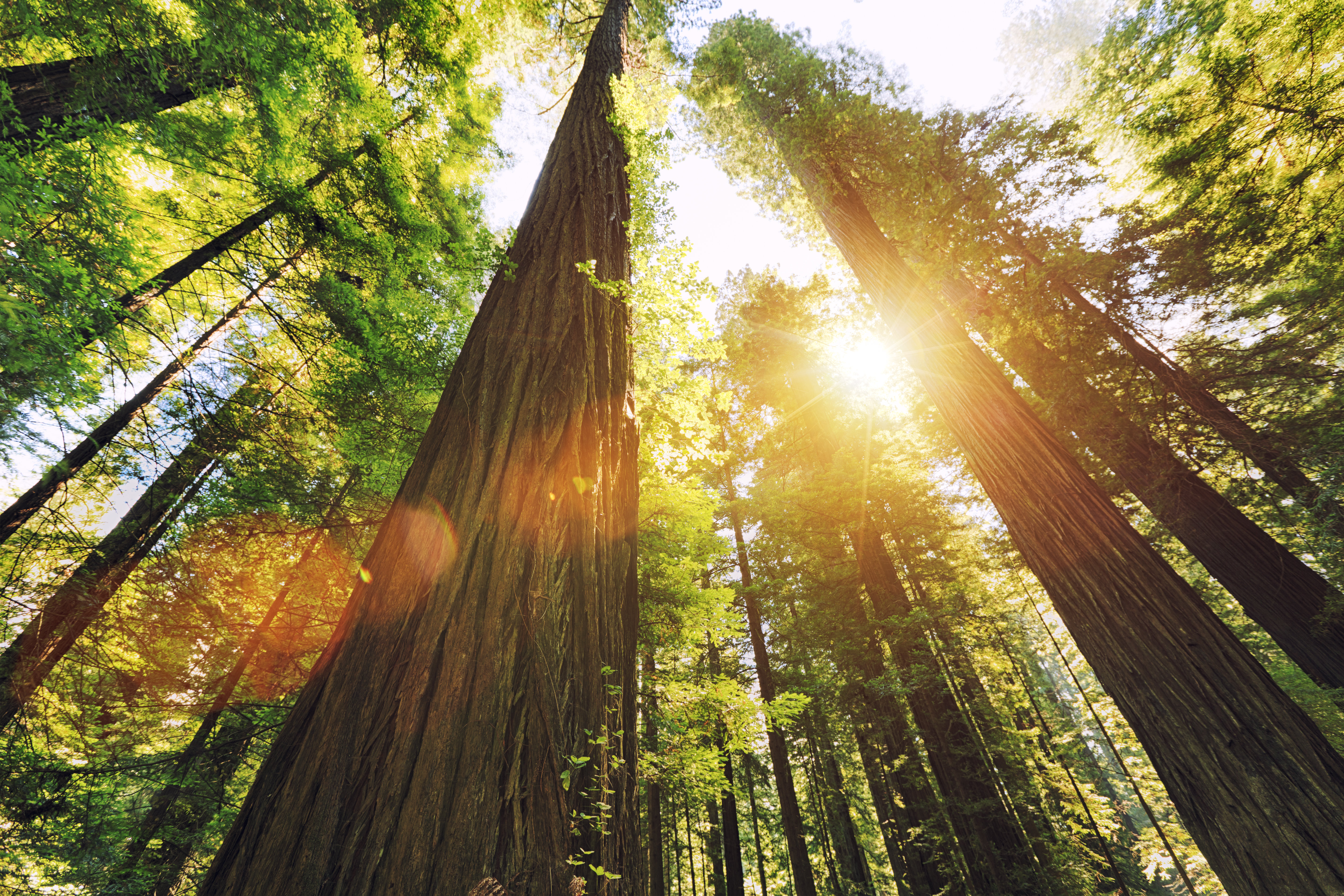 Millwood Pines Redwood National Park by Pawel Gaul | Wayfair