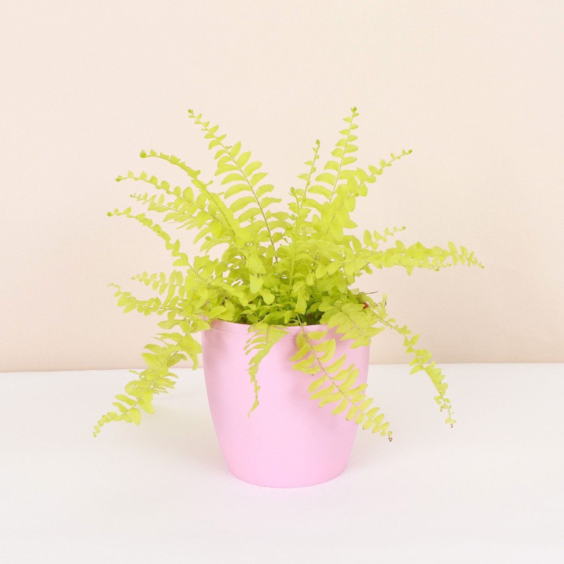 Thorsen's Greenhouse Live Gold Boston Fern Plant in Classic Pot ...