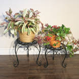 Fleur De Lis Living Bridget Plant Stand & Reviews - Wayfair Canada