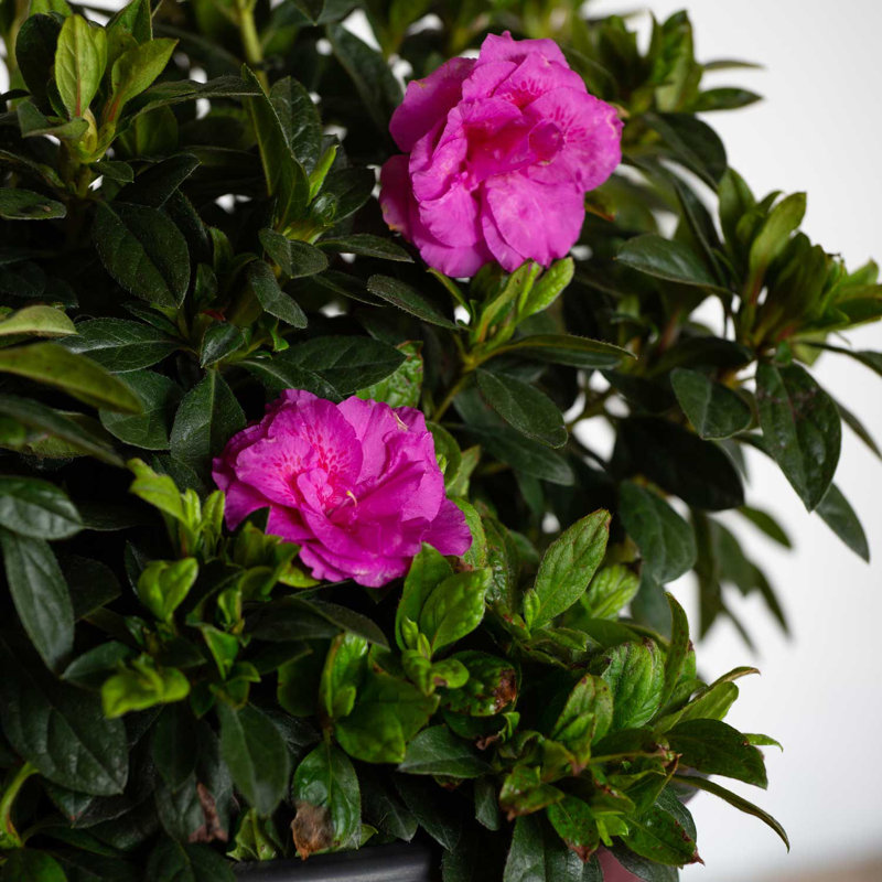 Encore Azalea 1 Gallon Autumn Majesty Encore Azalea - Purple Blooming ...