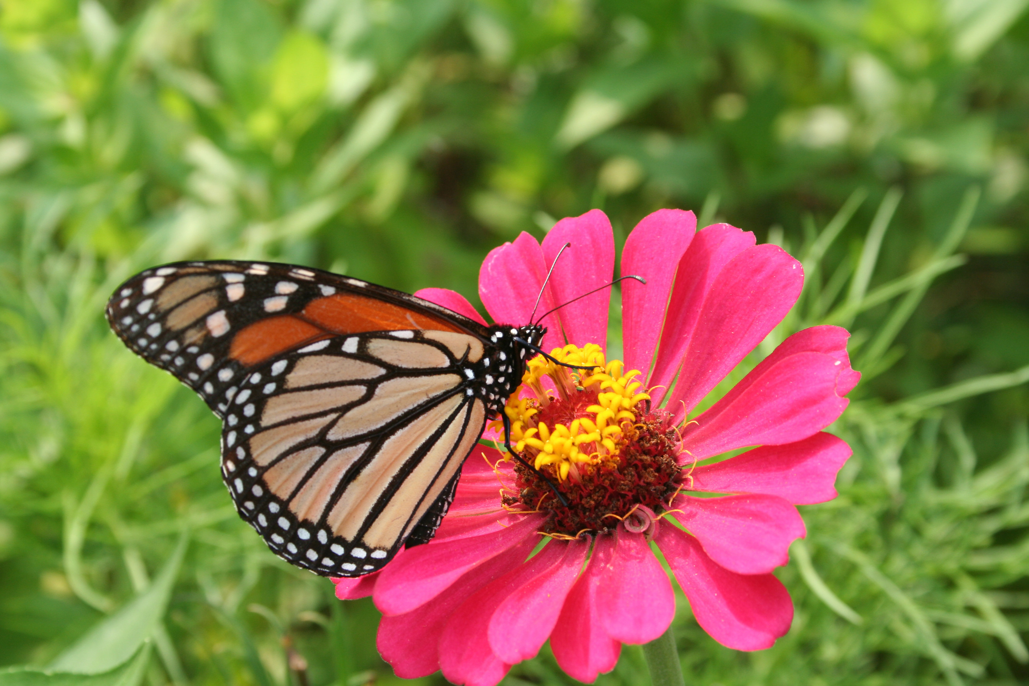 Hokku Designs Brumunddal Monarch Butterfly by Aceshot | Wayfair