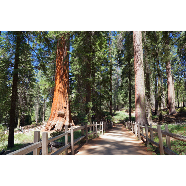 Union Rustic Sequoia by Bon9 - Wrapped Canvas Photograph | Wayfair.co.uk
