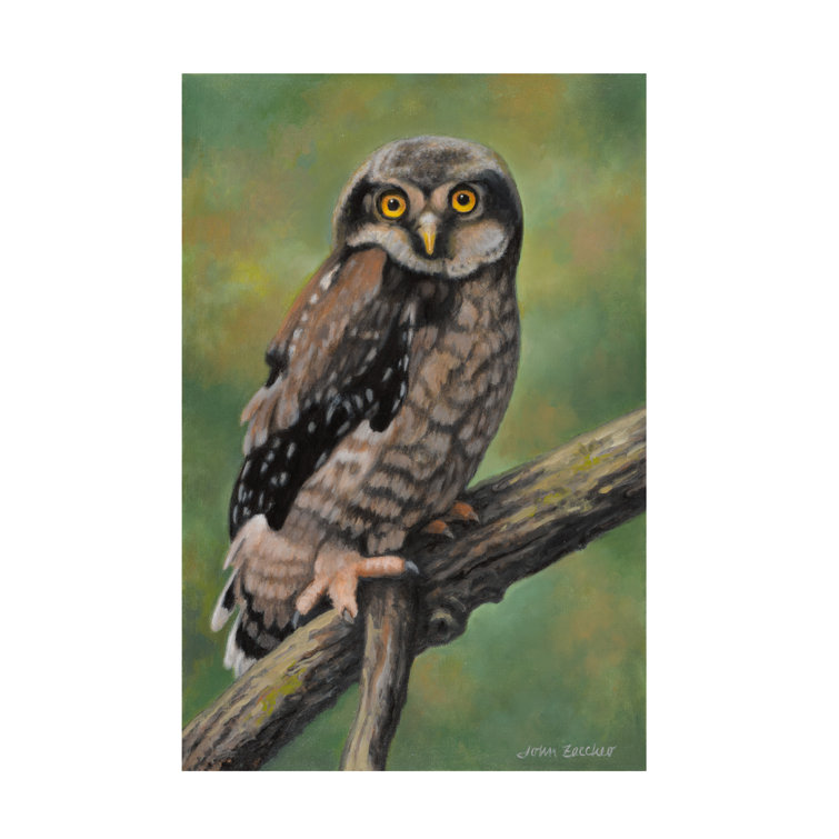 Millwood Pines Housen Northern Hawk Owl Framed On Canvas Print ...