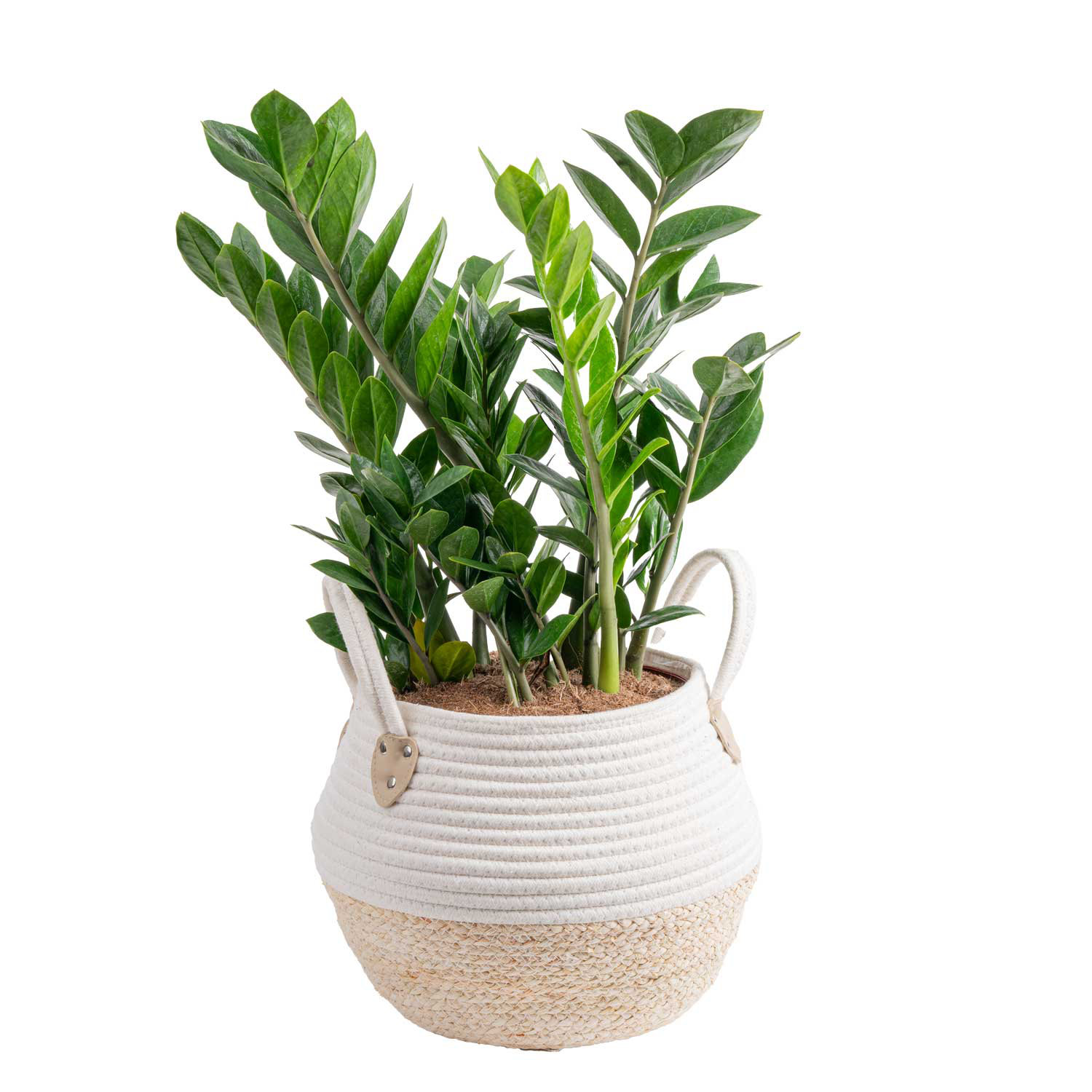 Costa Farms Indoor ZZ Plant Zamioculcas Zamiifolia House Plant in 10 ...
