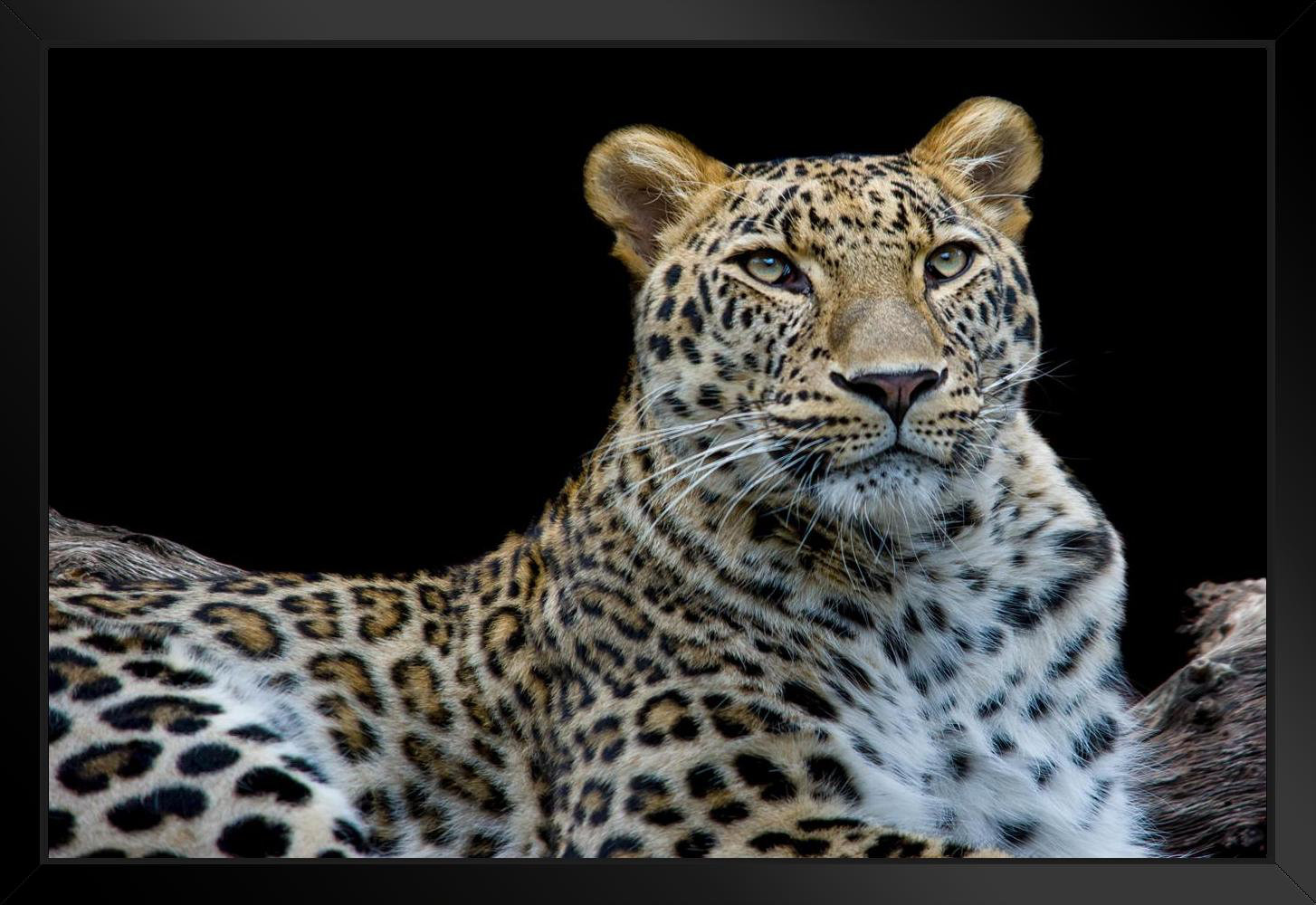 Latitude Run® Leopard Face To Face Photo Leopard Pictures Wall Decor ...