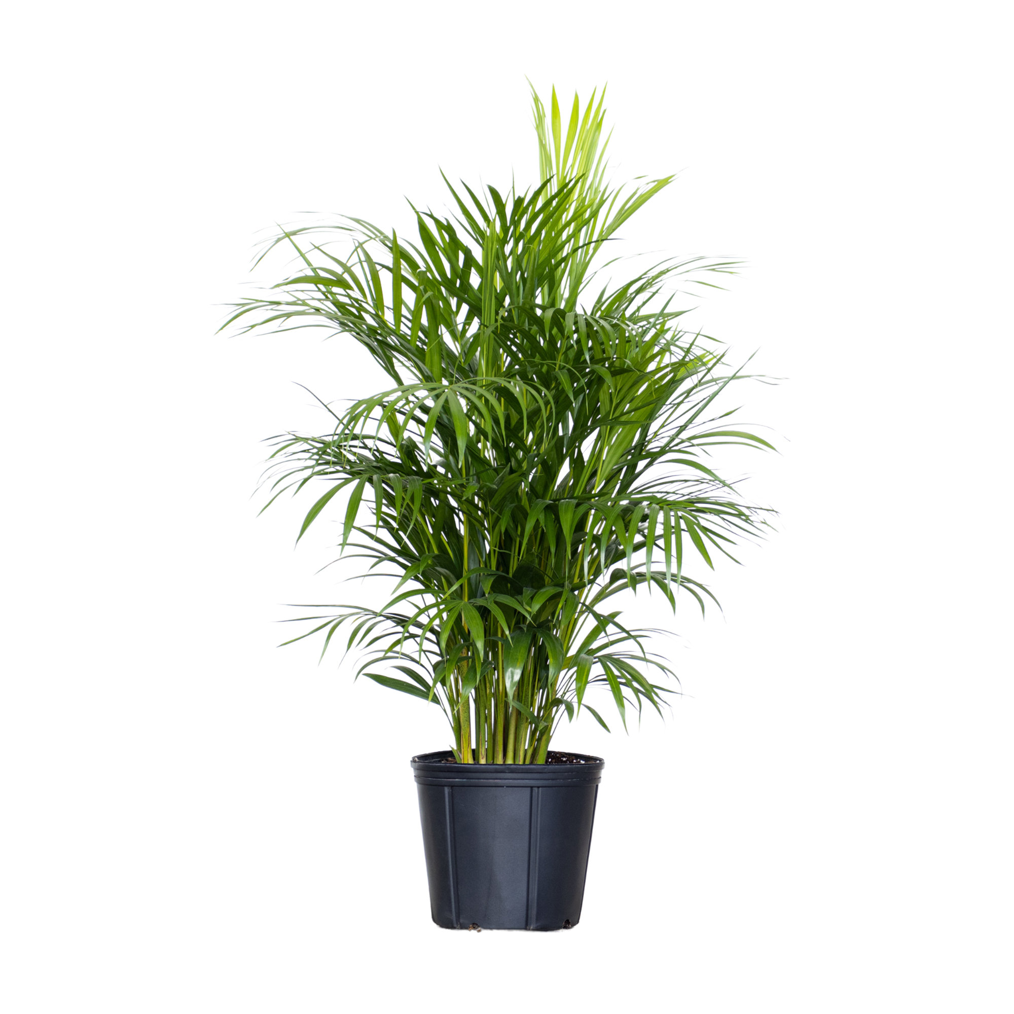 United Nursery Live Areca Palm Plant Indoor Houseplant in 10 inch ...