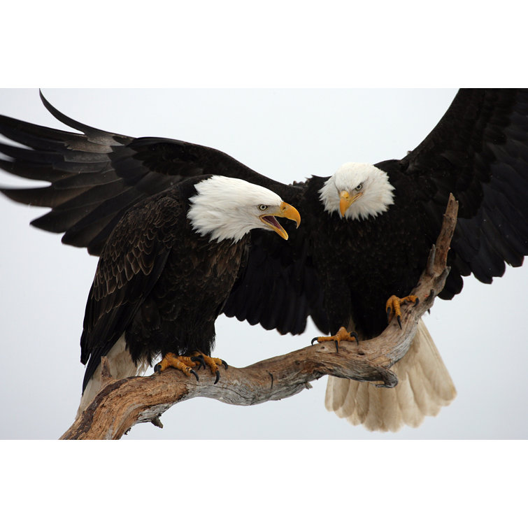 17 Stories Two Bald Eagles by Leonardophoto - Wrapped Canvas Photograph ...
