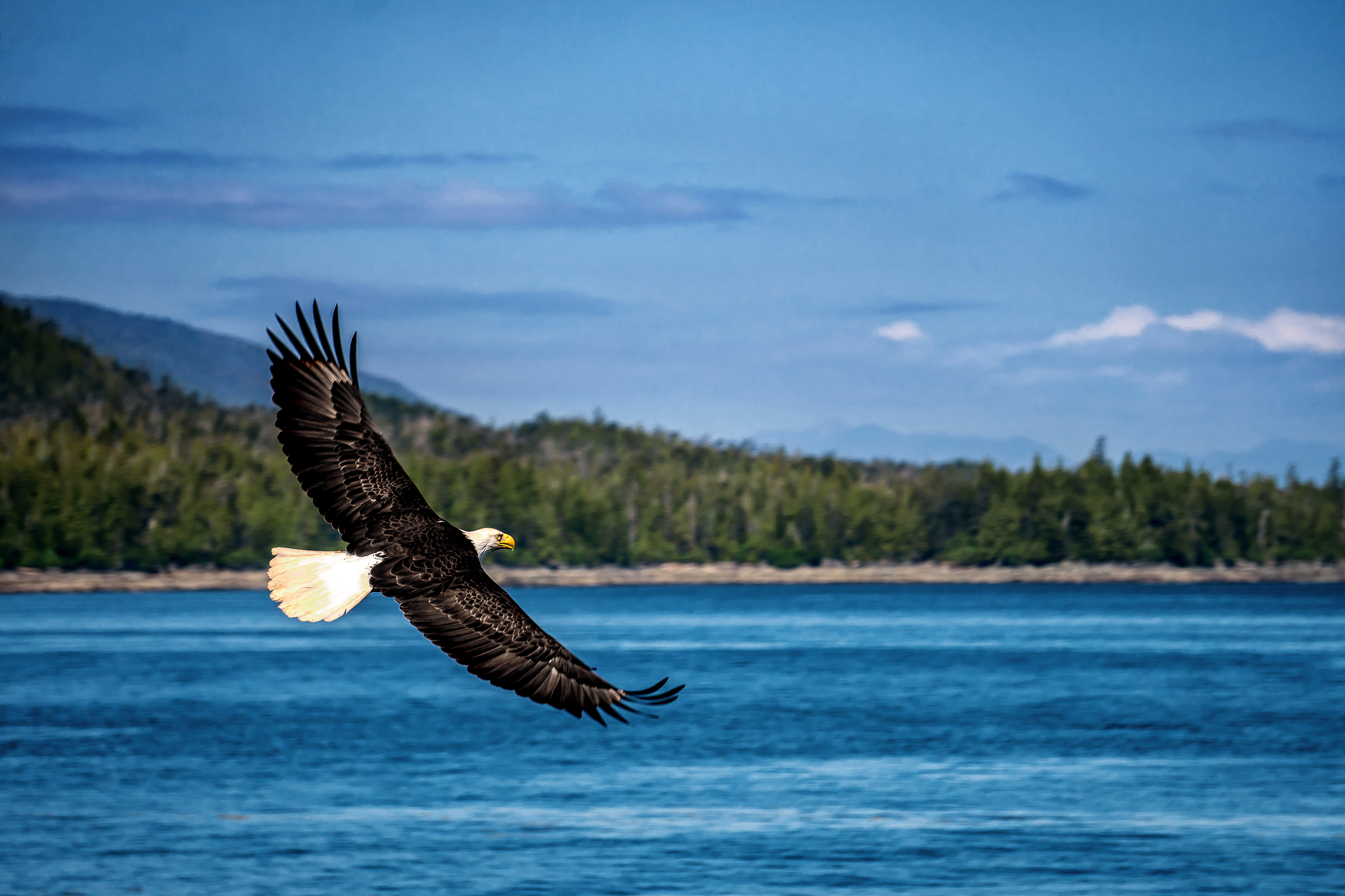 Highland Dunes Bald Eagle - Wrapped Canvas Photograph | Wayfair