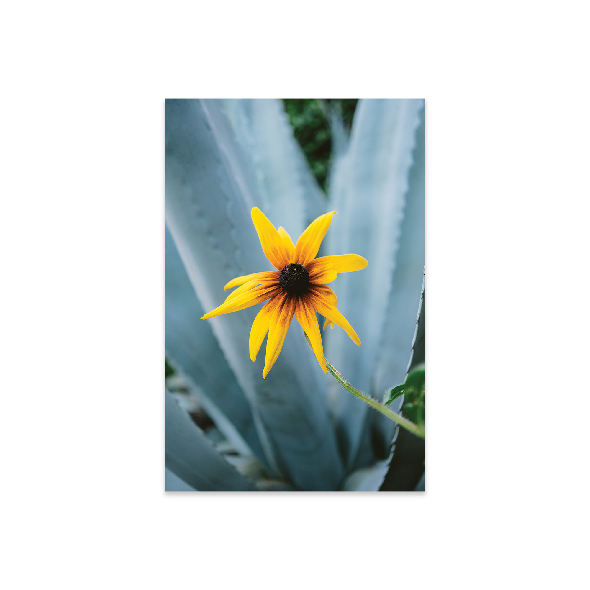 Ebern Designs Austin Flower II Print On Acrylic Glass - Wayfair Canada