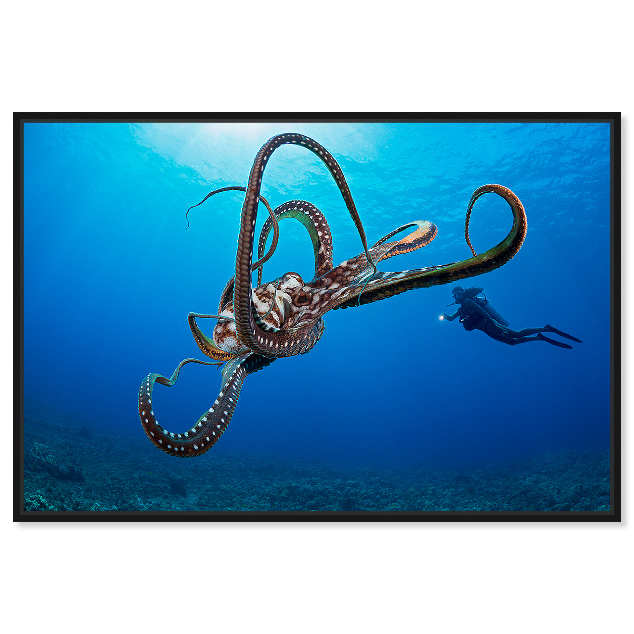 Latitude Run® Diver and an Octopus by David Fleetham - Wrapped Canvas ...