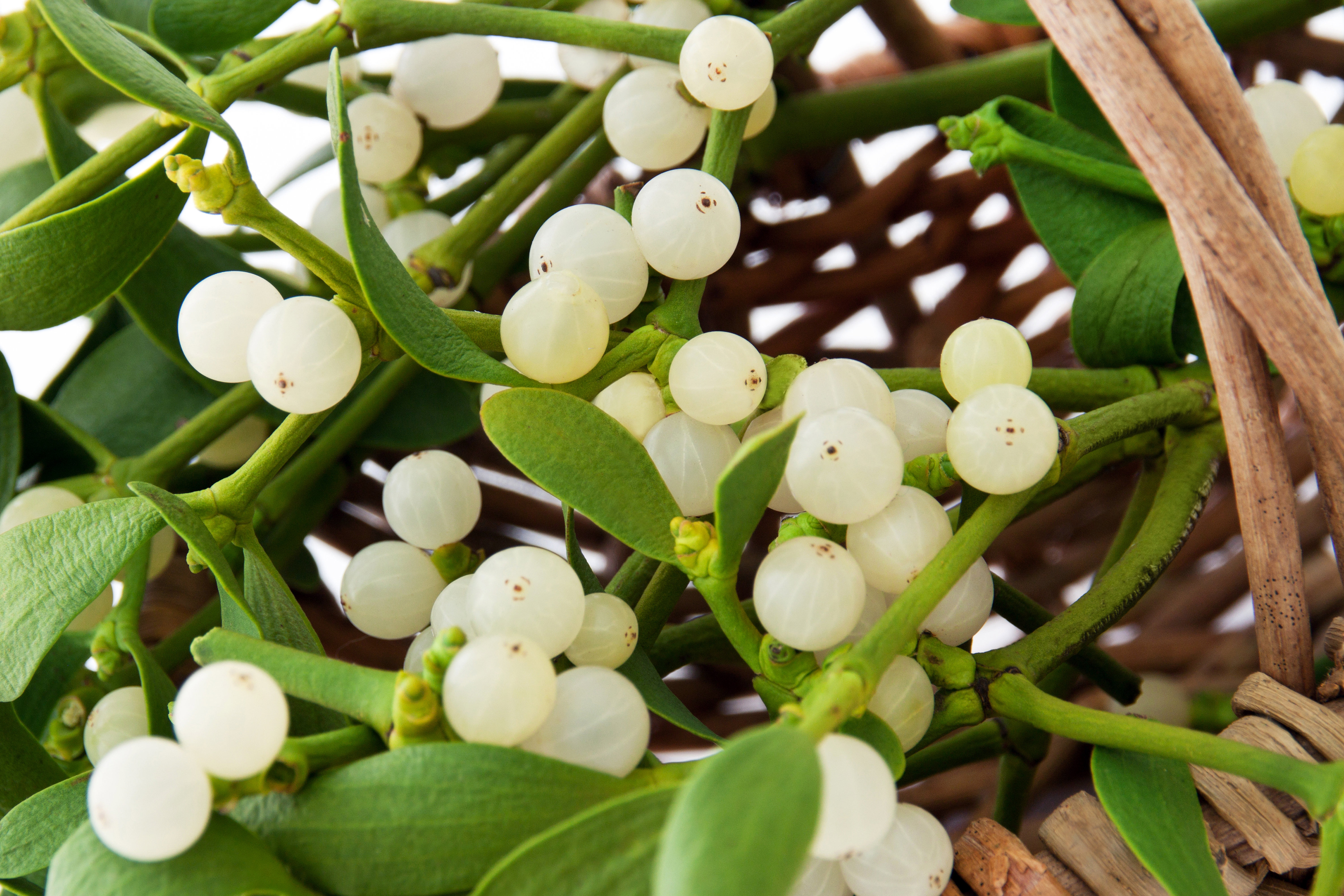 Ebern Designs Mistletoe Plant Close Up On Canvas by Santje09 Photograph ...