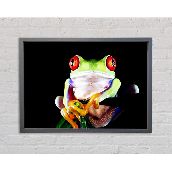 Bright Star Frog Eyes - Single Picture Frame Print on Canvas | Wayfair ...