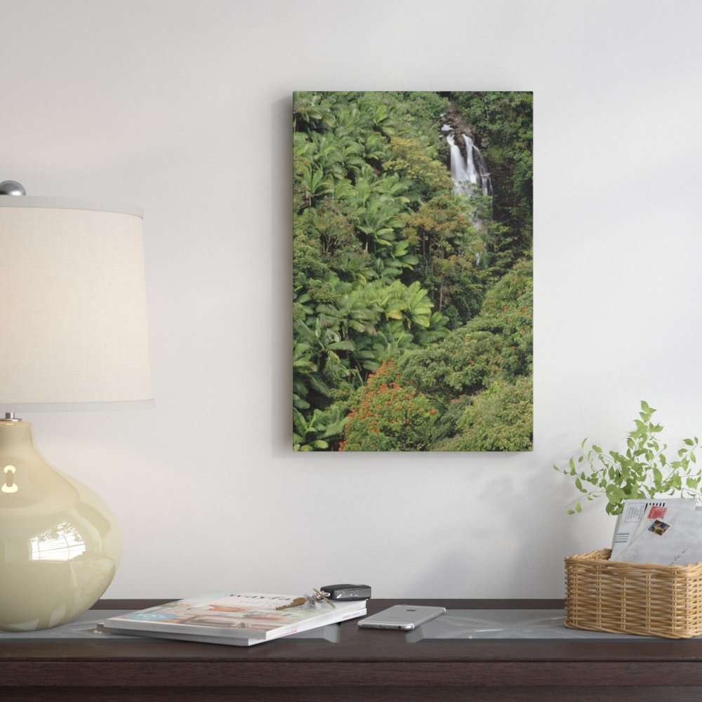 East Urban Home Native and Exotic Rainforest Vegetation - Photograph ...