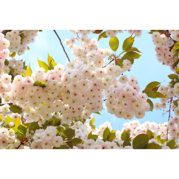 Ebern Designs Nikayla " Cherry Blossom In Sky " by Olmarmar - Wayfair ...