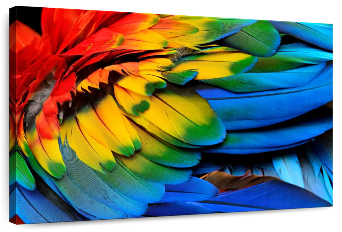 Ebern Designs Brampt Macaw Bird Feathers | Wayfair