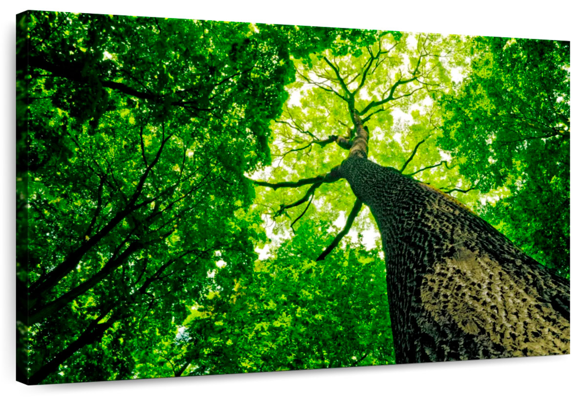 Lark Manor Harnek Forest Tree Canopy - Wayfair Canada