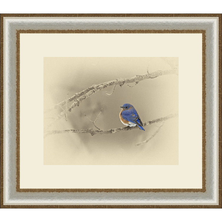 Charlton Home® Blue Bird Framed On Paper Print | Wayfair