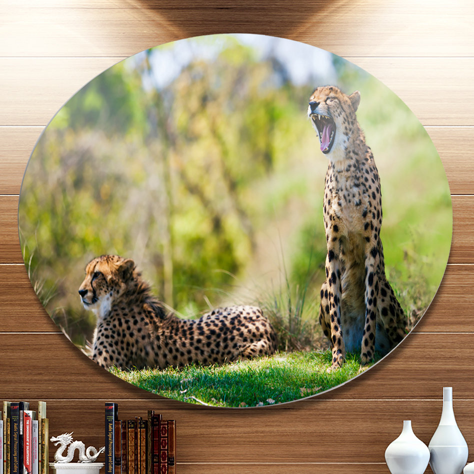Design Art 'African Cheetahs Relaxing in Grass' Photographic Print on ...