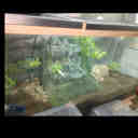 Penn Plax 1 Gallon AquaTerrium™ Aquarium Tank & Reviews | Wayfair