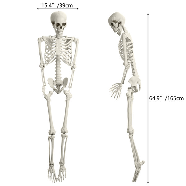 Trinx 5.4FT Poseable Skeleton Prop Life Size Plastic Halloween Human ...